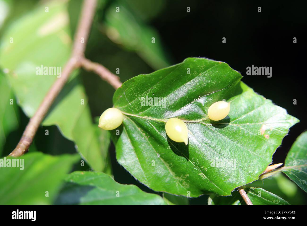 Galls of the beech gall mosquito Stock Photo - Alamy