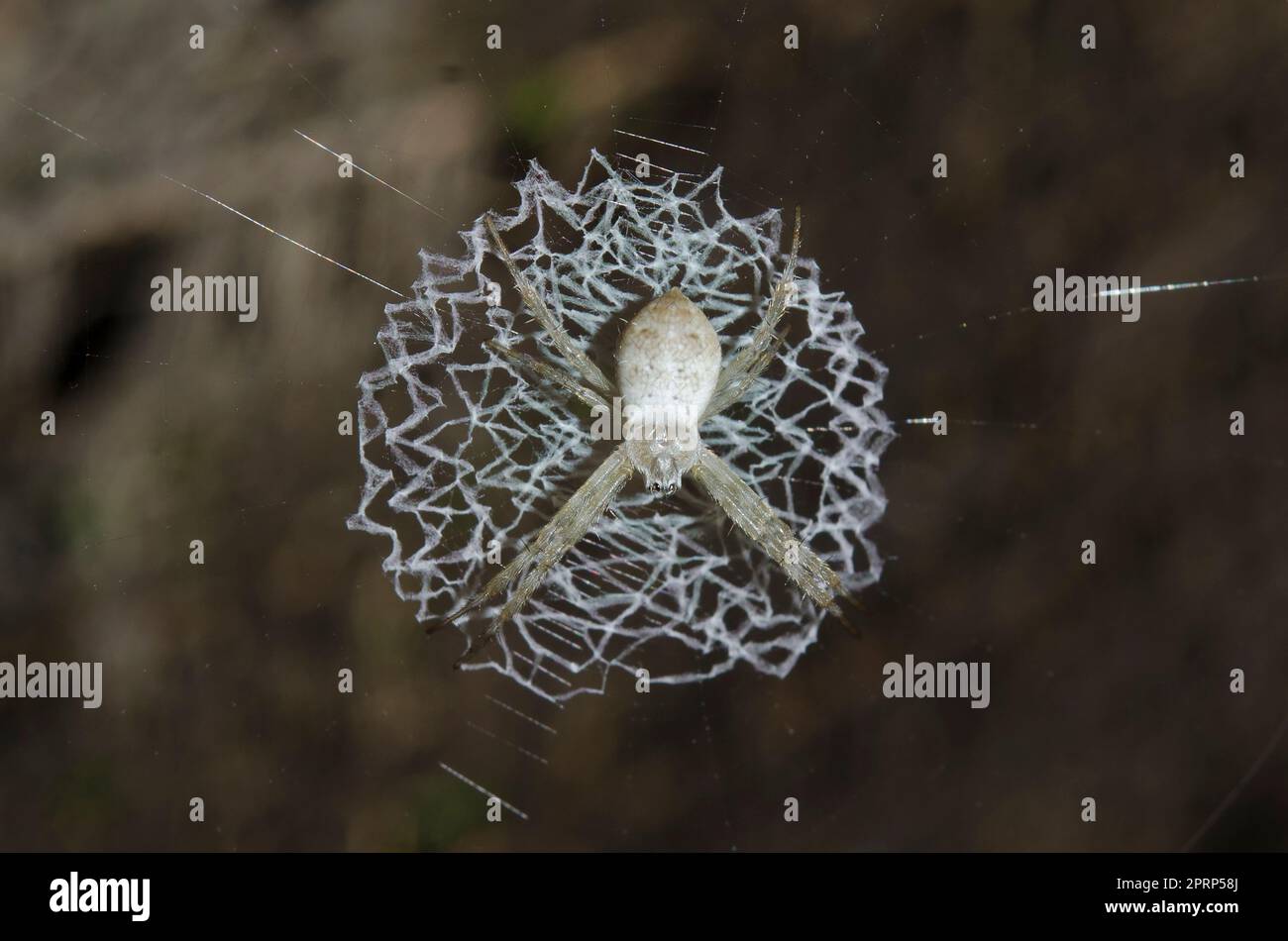 Spider, Argiope sp, with lace-like patterned web (stabilimentum ...