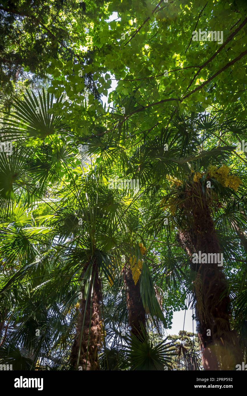 Tropical rain forest background Stock Photo - Alamy