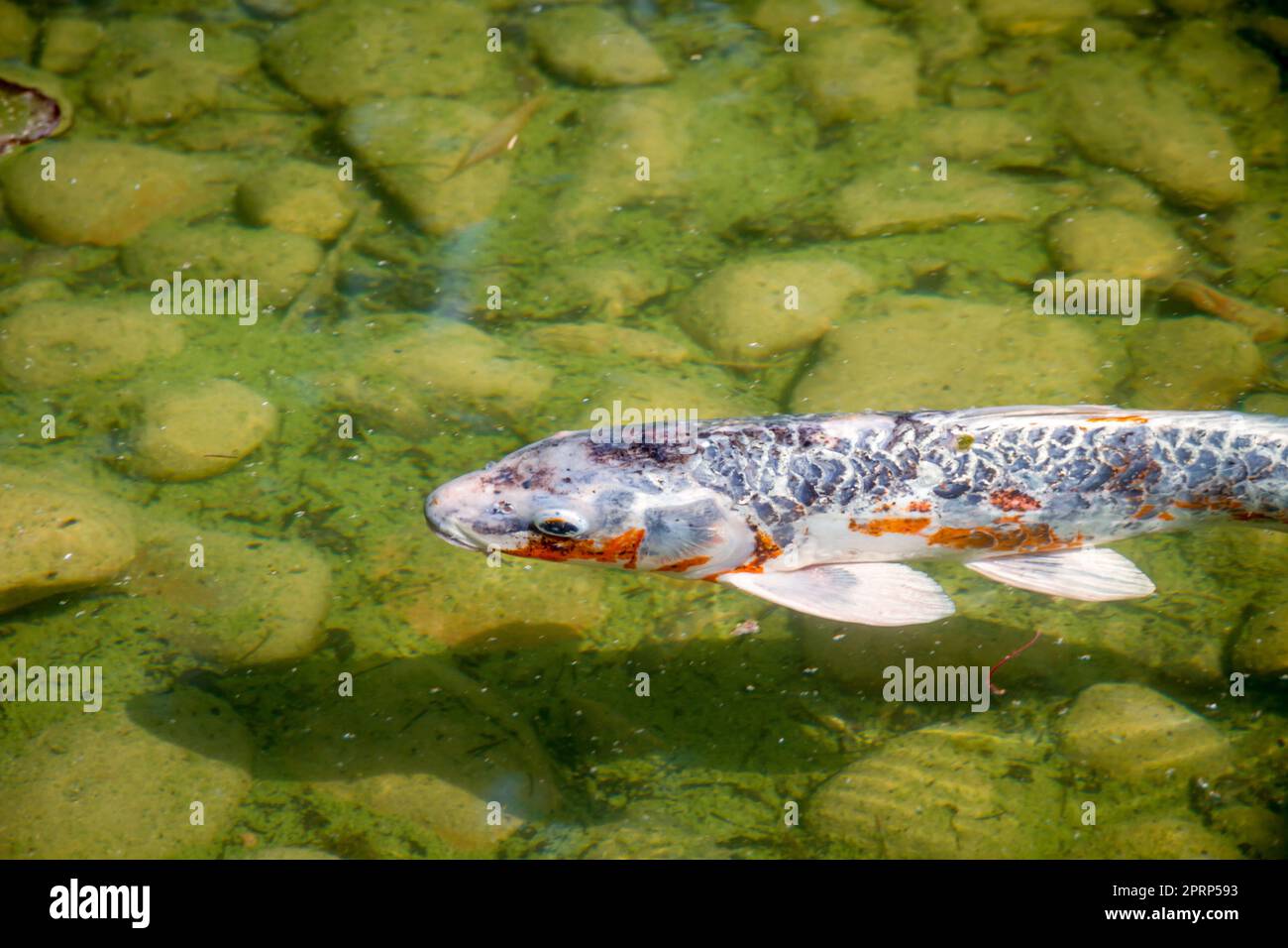 Koi carp in a japanese garden pond Stock Photo - Alamy