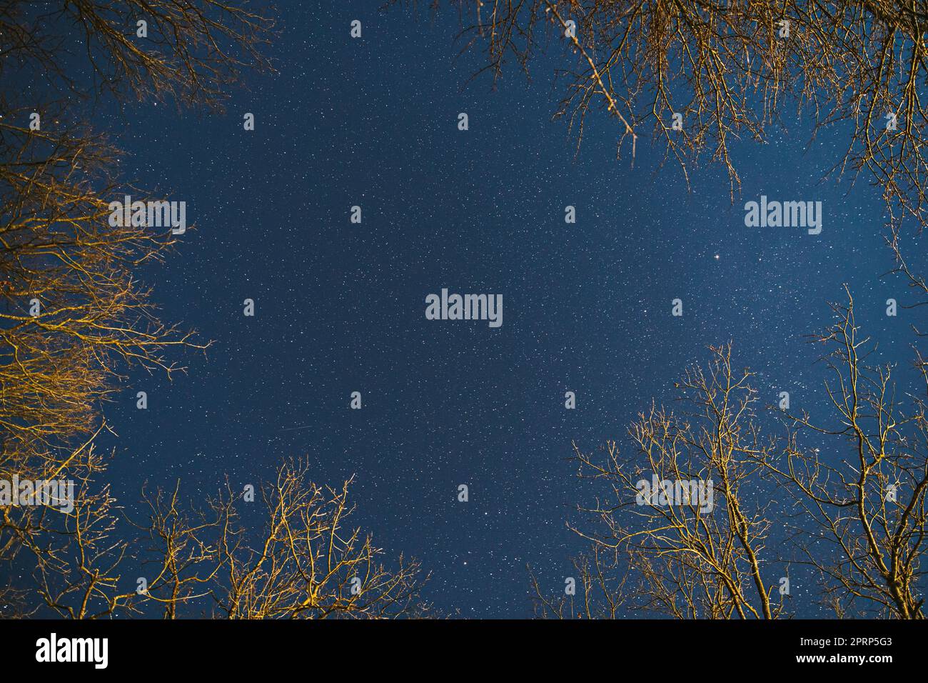 Night Sky Stars Above Oak Trees Branches In Early Spring. Natural ...