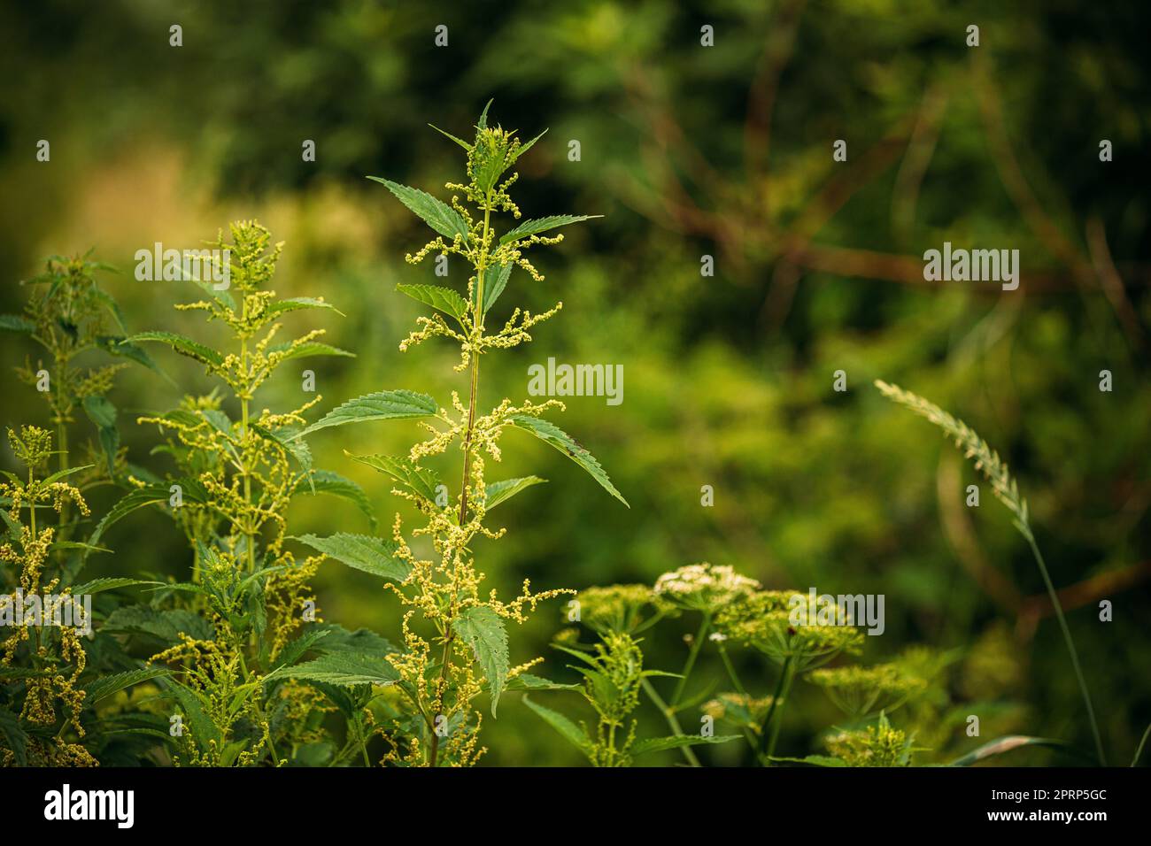 Twigs Of Wild Plant Nettle - Stinging Nettle - Urtica Dioica In Summer ...