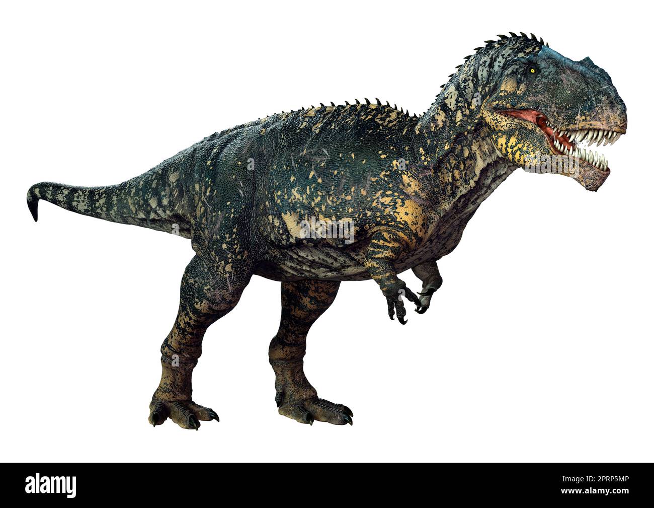 3D rendering of a dinosaur gigantosaurus isolated on white background ...