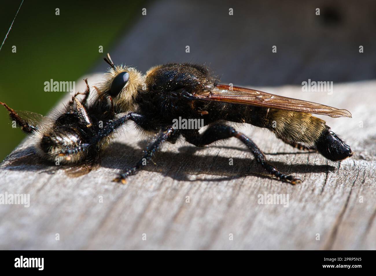 Yellow robber fly with prey hi-res stock photography and images - Alamy