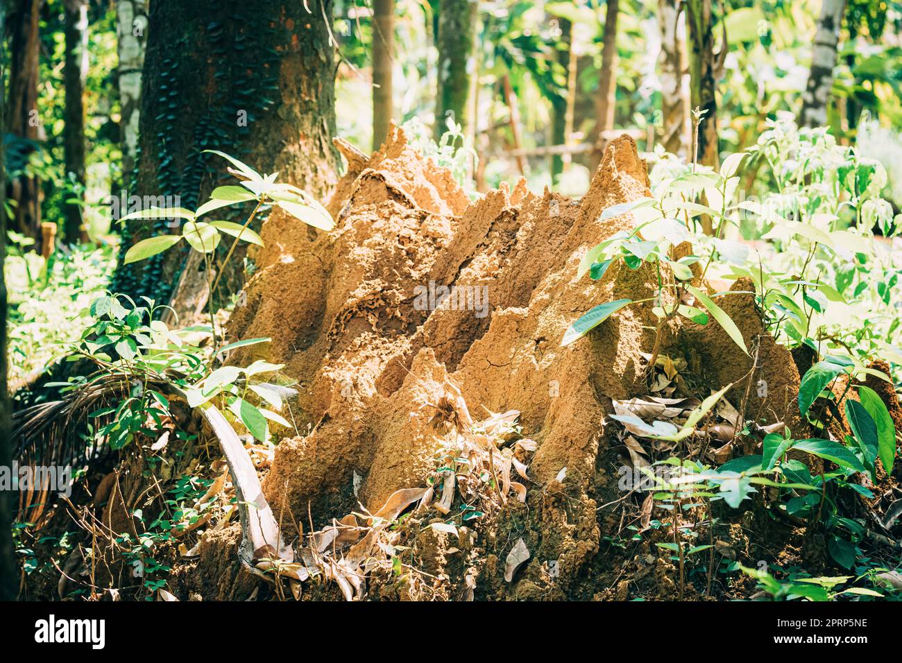 Goa, India. Anthill Of Termite Among Forest In Summer Sunny Day Stock ...