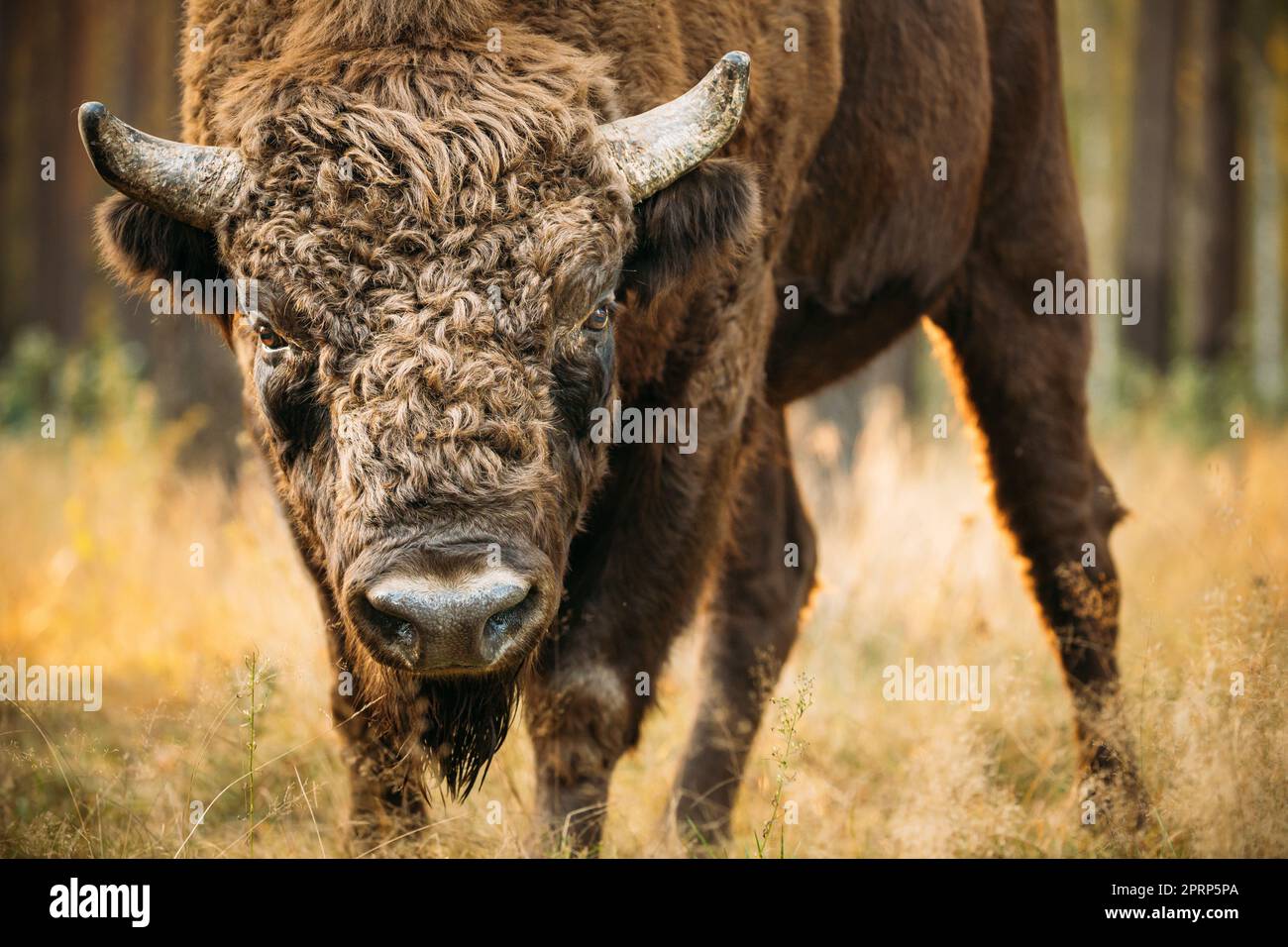Belarus. European Bison Or Bison Bonasus, Also Known As Wisent Or ...