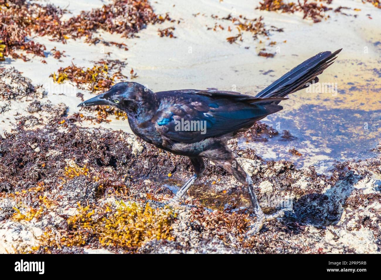 Great-Tailed Grackle bird is eating sargazo on beach Mexico Stock Photo ...