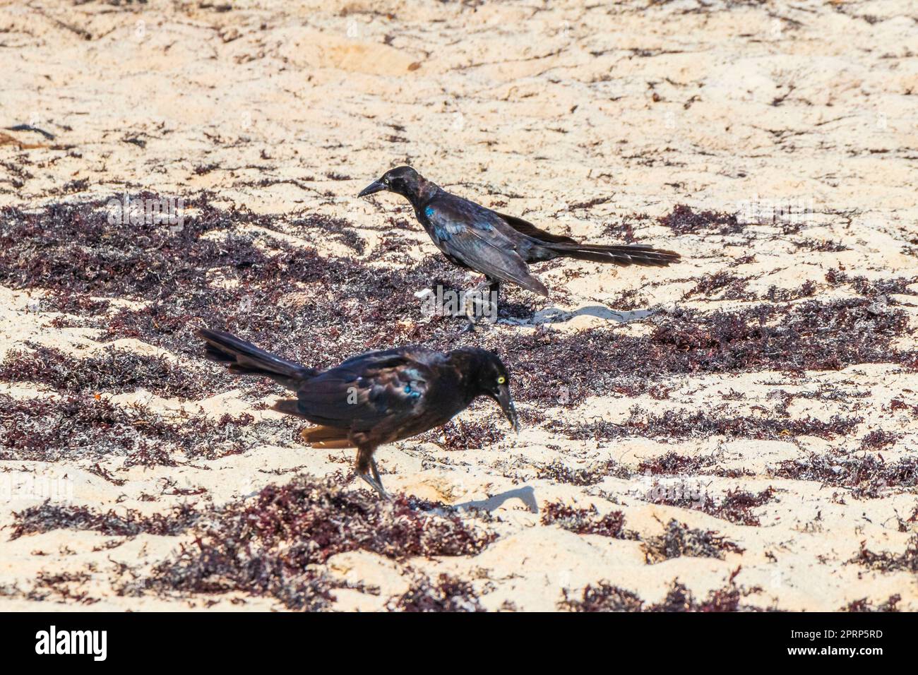 Great-Tailed Grackle bird is eating sargazo on beach Mexico Stock Photo ...