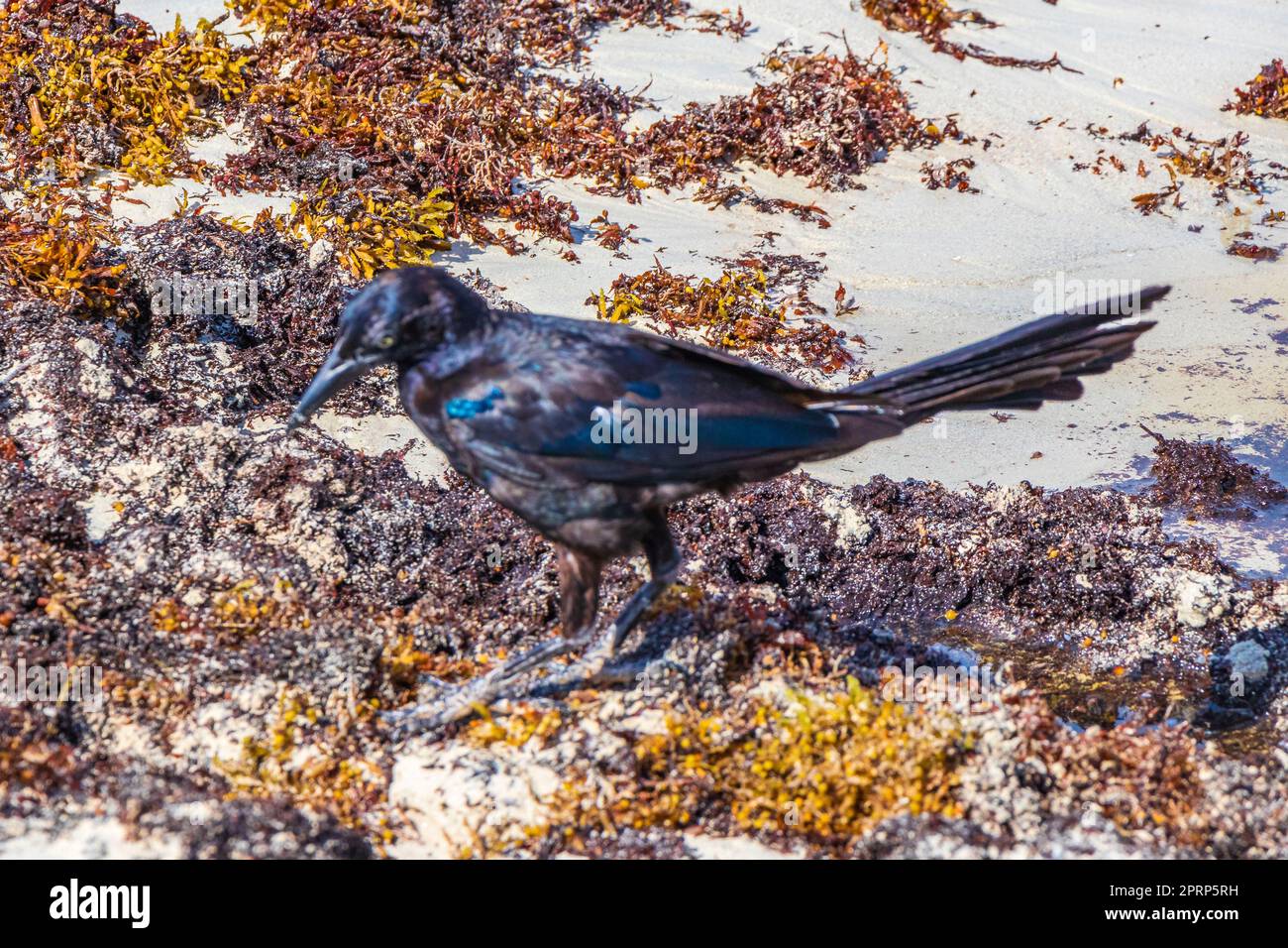 Great-Tailed Grackle bird is eating sargazo on beach Mexico Stock Photo ...