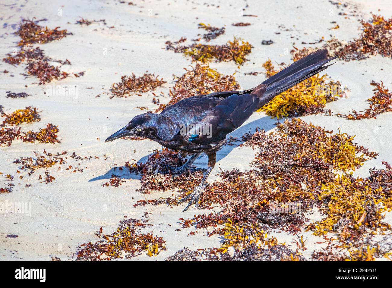 Great-Tailed Grackle bird is eating sargazo on beach Mexico Stock Photo ...