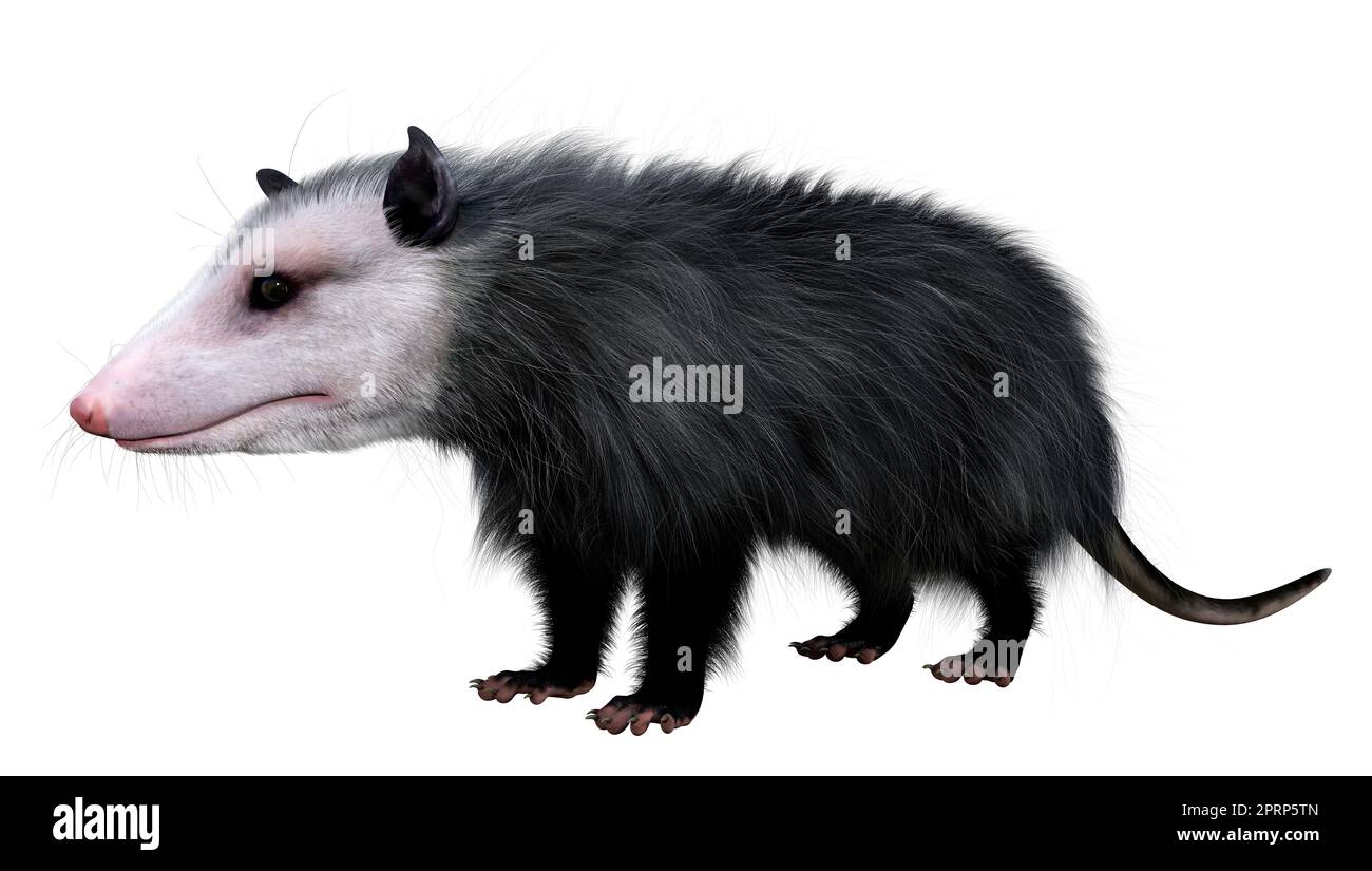 3D rendering of an opossum animal isolated on white background Stock ...