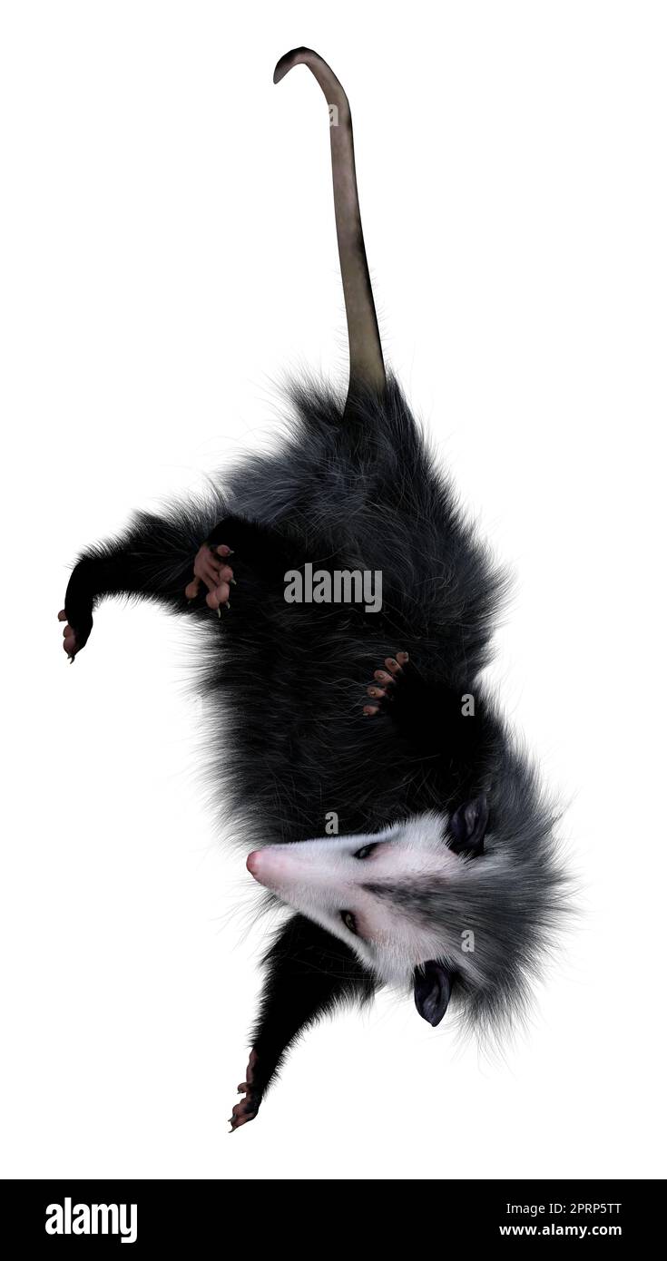 3D rendering of an opossum animal isolated on white background Stock ...