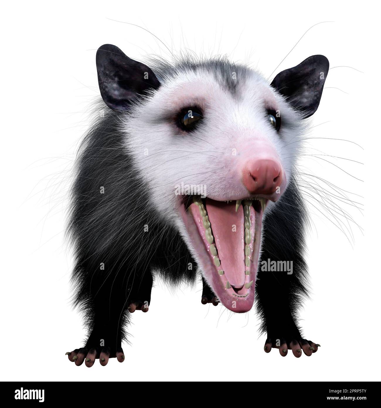 3D rendering of an opossum animal isolated on white background Stock ...