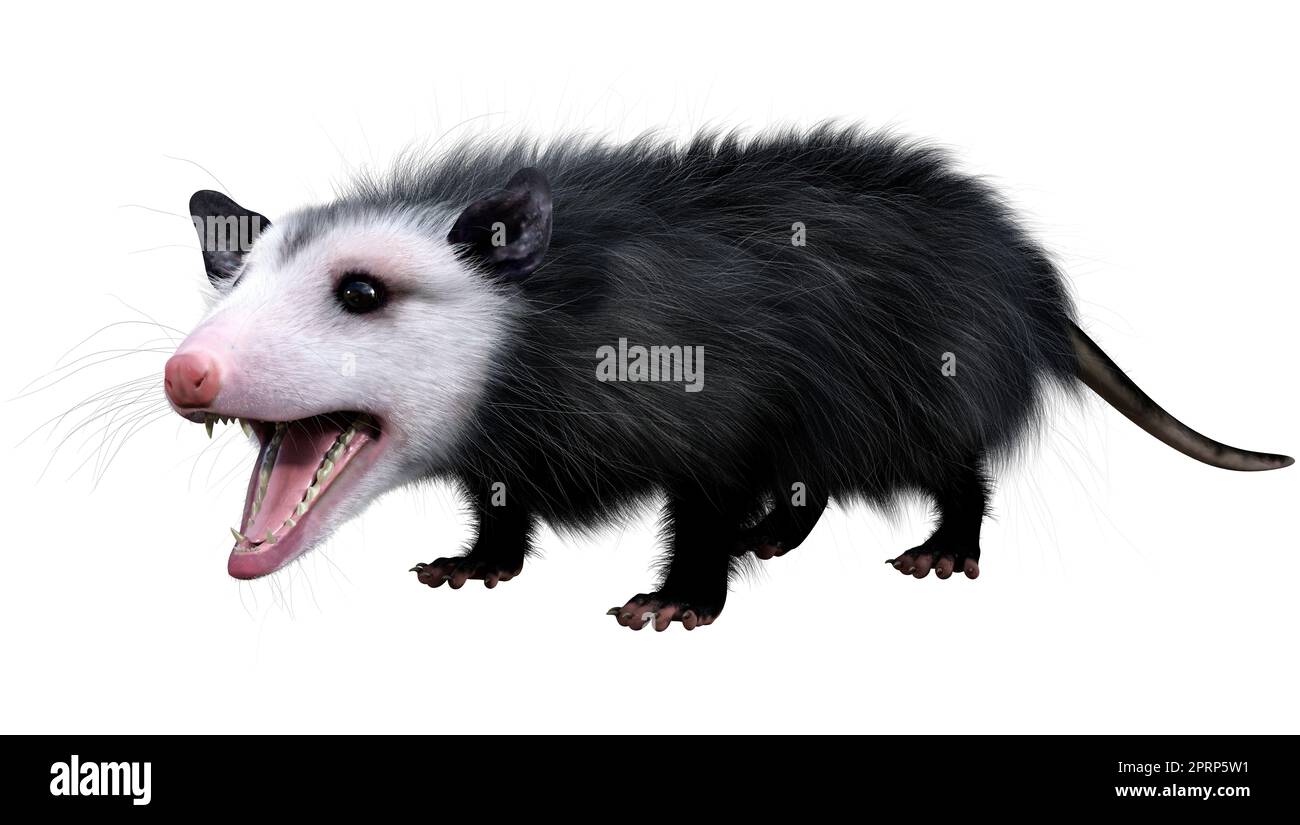 3D rendering of an opossum animal isolated on white background Stock ...
