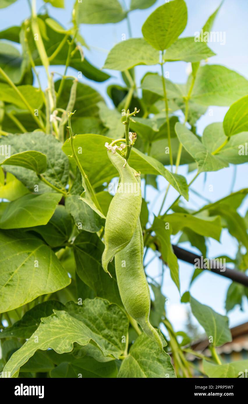 Young bean pods in agricultural fields, growing organic vegetables ...