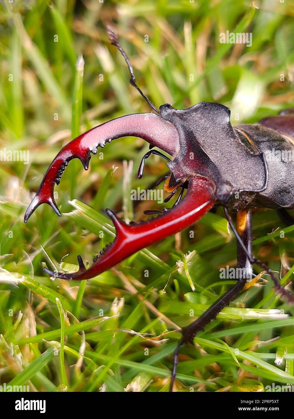 Horns of a stag beetle close-up Stock Photo - Alamy