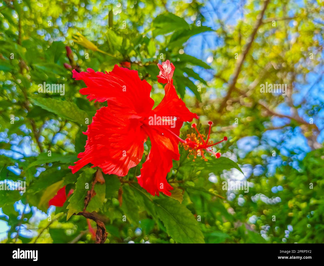 Red beautiful hibiscus flower shrub tree plant in Mexico Stock Photo ...