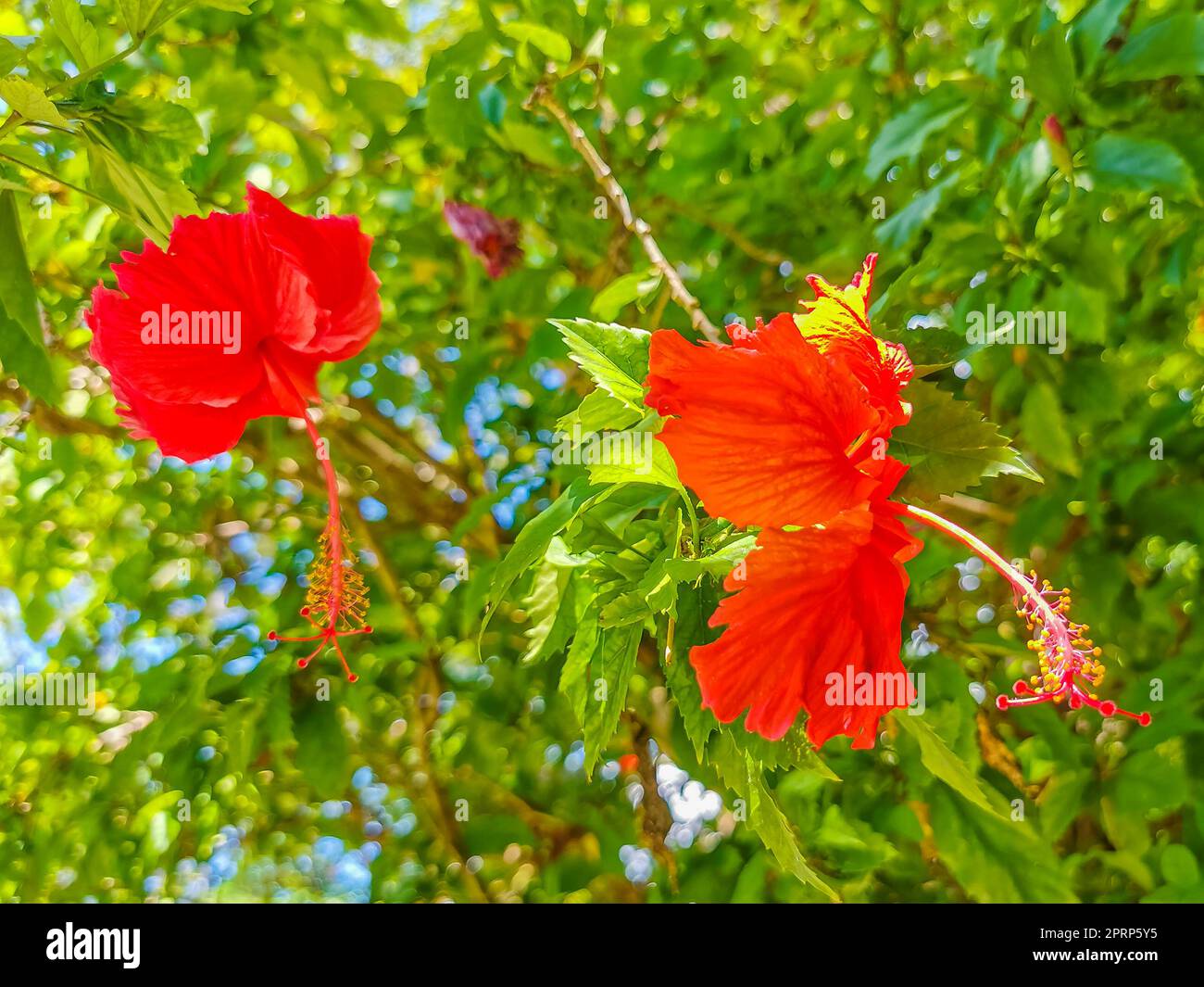 Red beautiful hibiscus flower shrub tree plant in Mexico Stock Photo ...