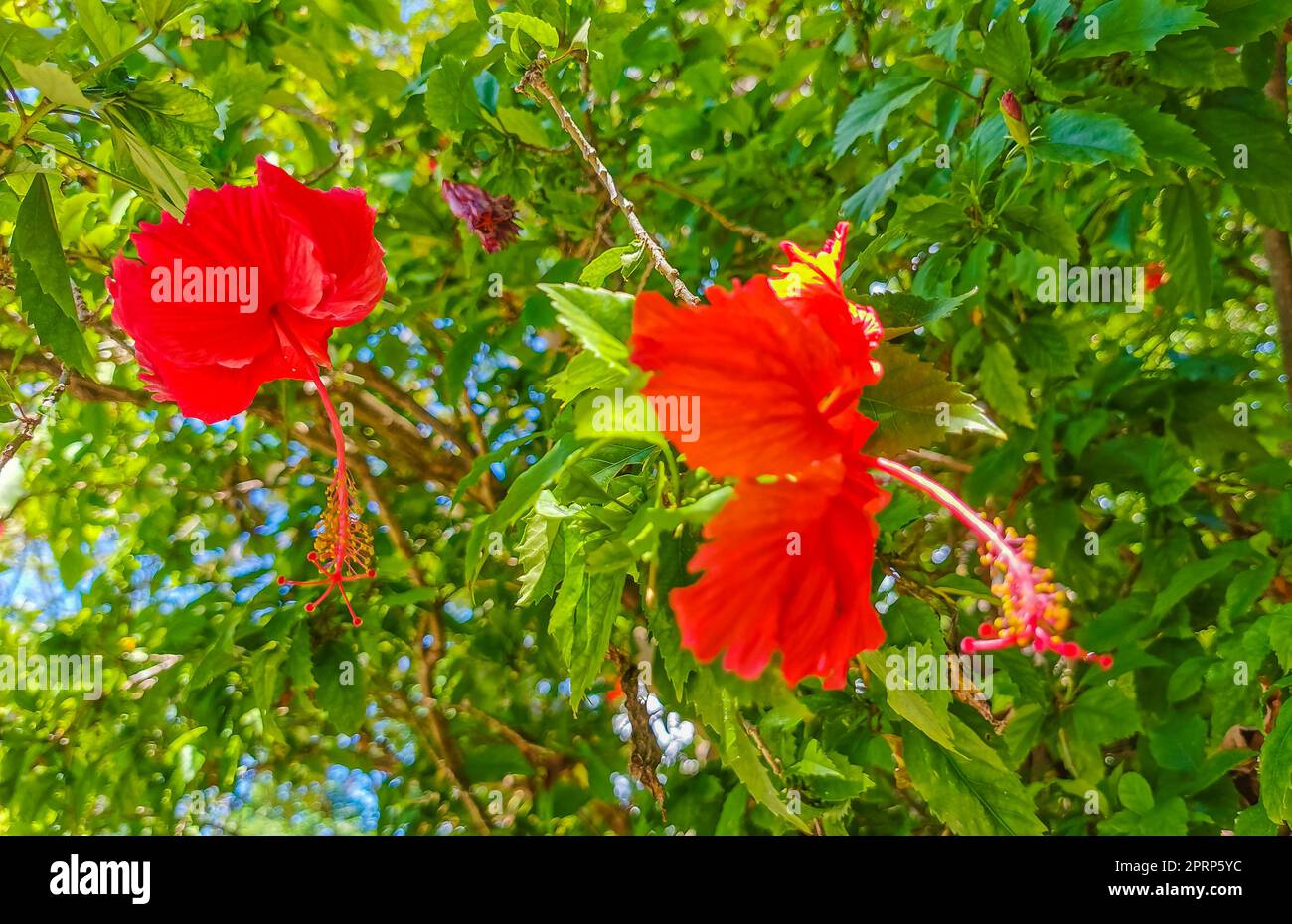 Red beautiful hibiscus flower shrub tree plant in Mexico Stock Photo ...