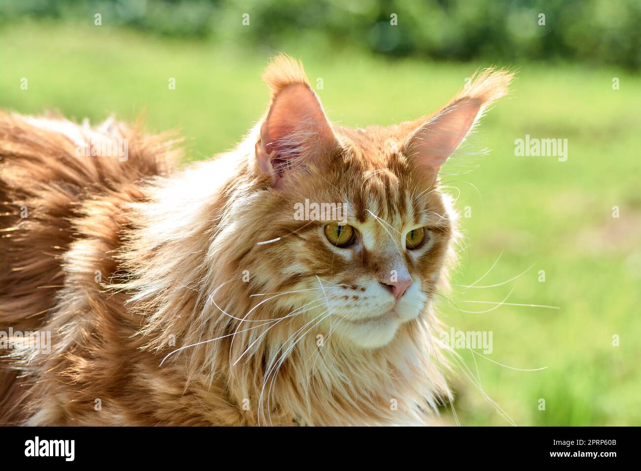 ginger cat looks into the camera close-up, meikun Stock Photo - Alamy