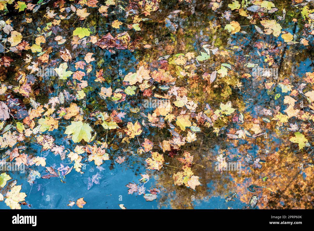 Puddle leaves hi-res stock photography and images - Alamy