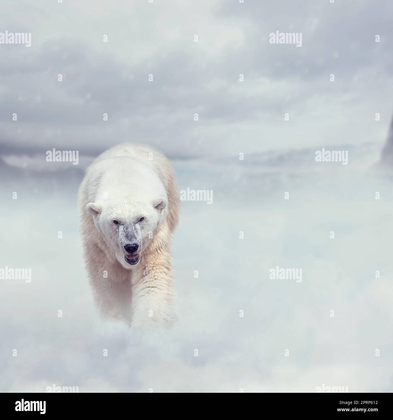 Polar bear walking on a large ice pack in the Arctic Circle, Barentsoya ...