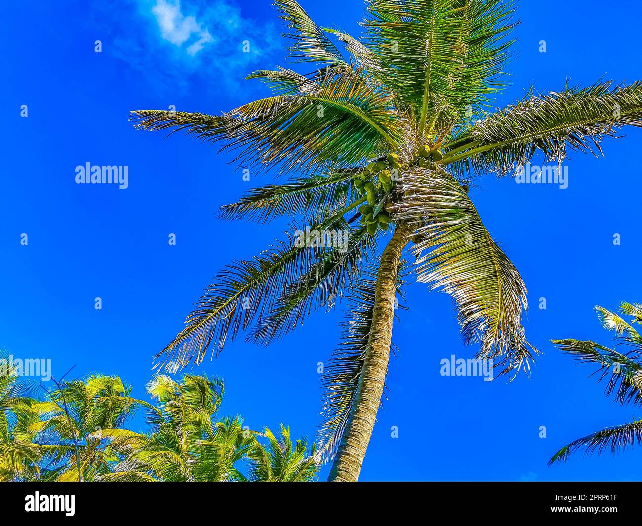 Beautiful tropical natural palm tree forest panorama Contoy island ...