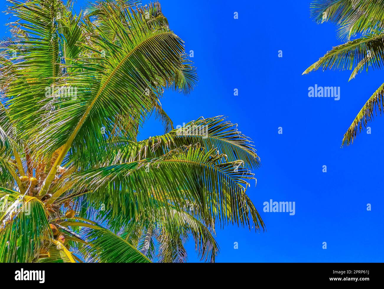 Beautiful tropical natural palm tree forest panorama Contoy island ...
