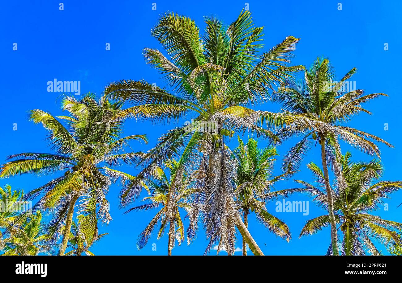 Beautiful view tropical palm hi-res stock photography and images - Alamy