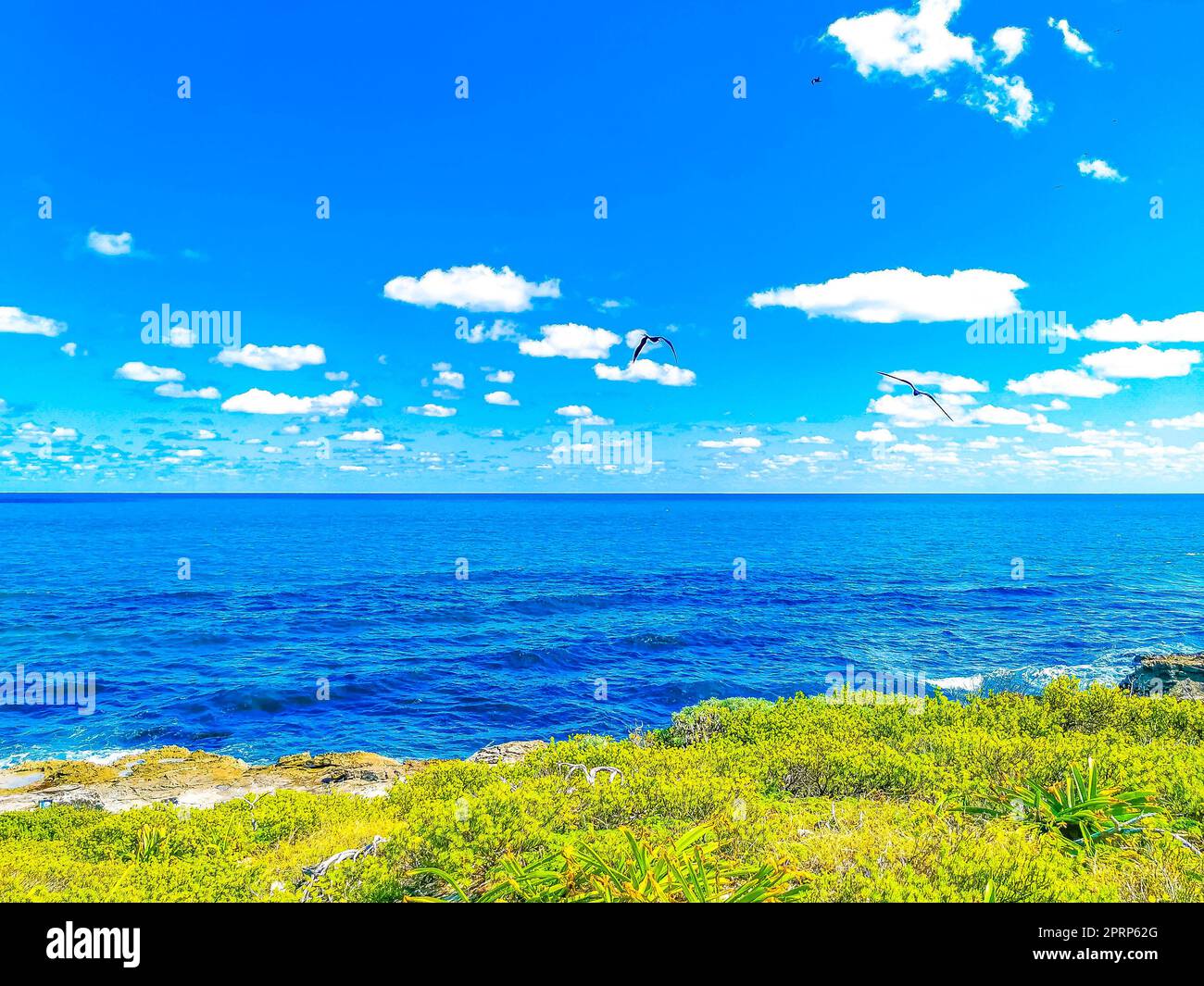 Fregat birds flock fly blue sky background Contoy island Mexico Stock ...