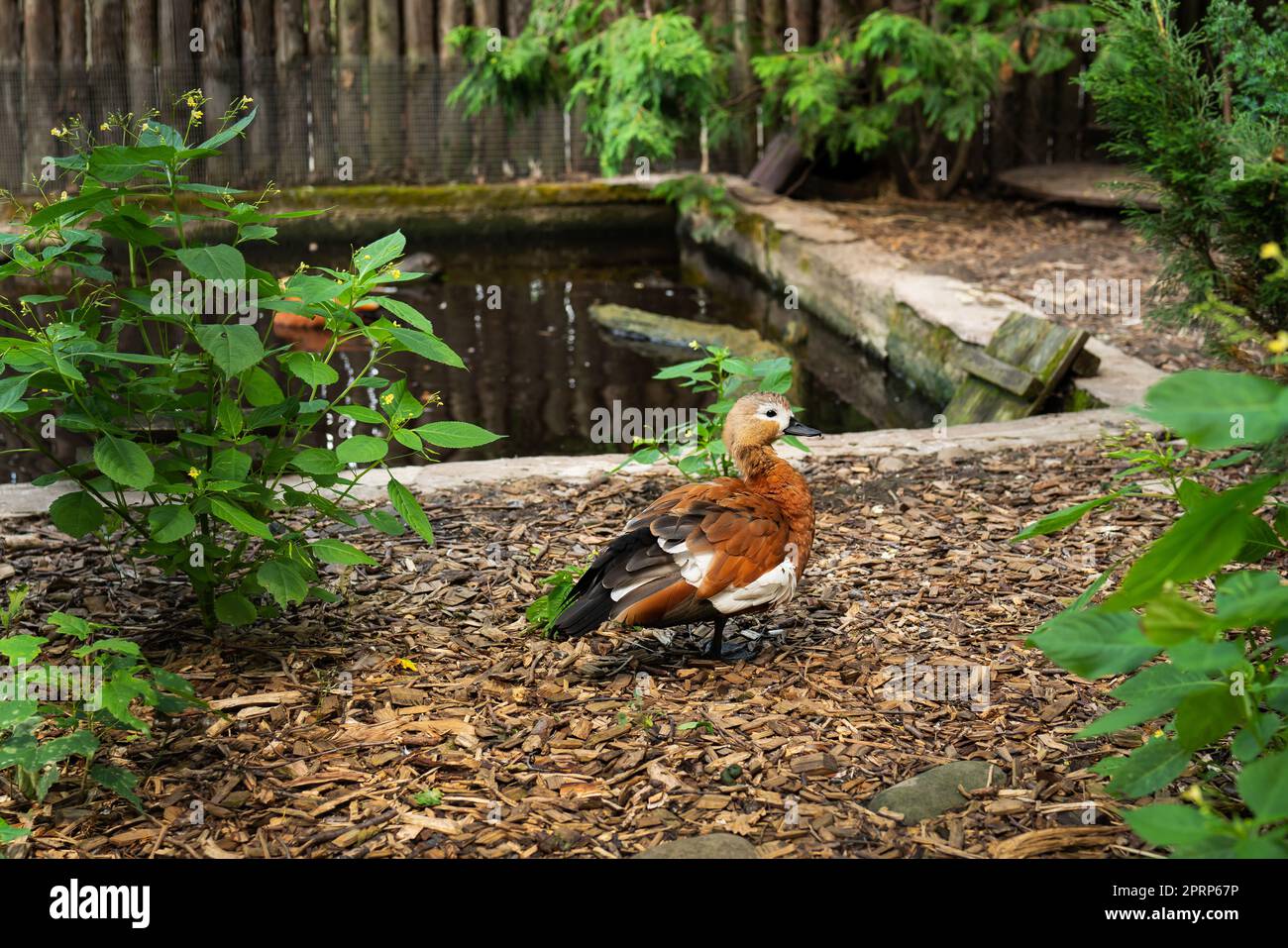 A beautiful colorful mandarin duck walks near the artificial pond in ...