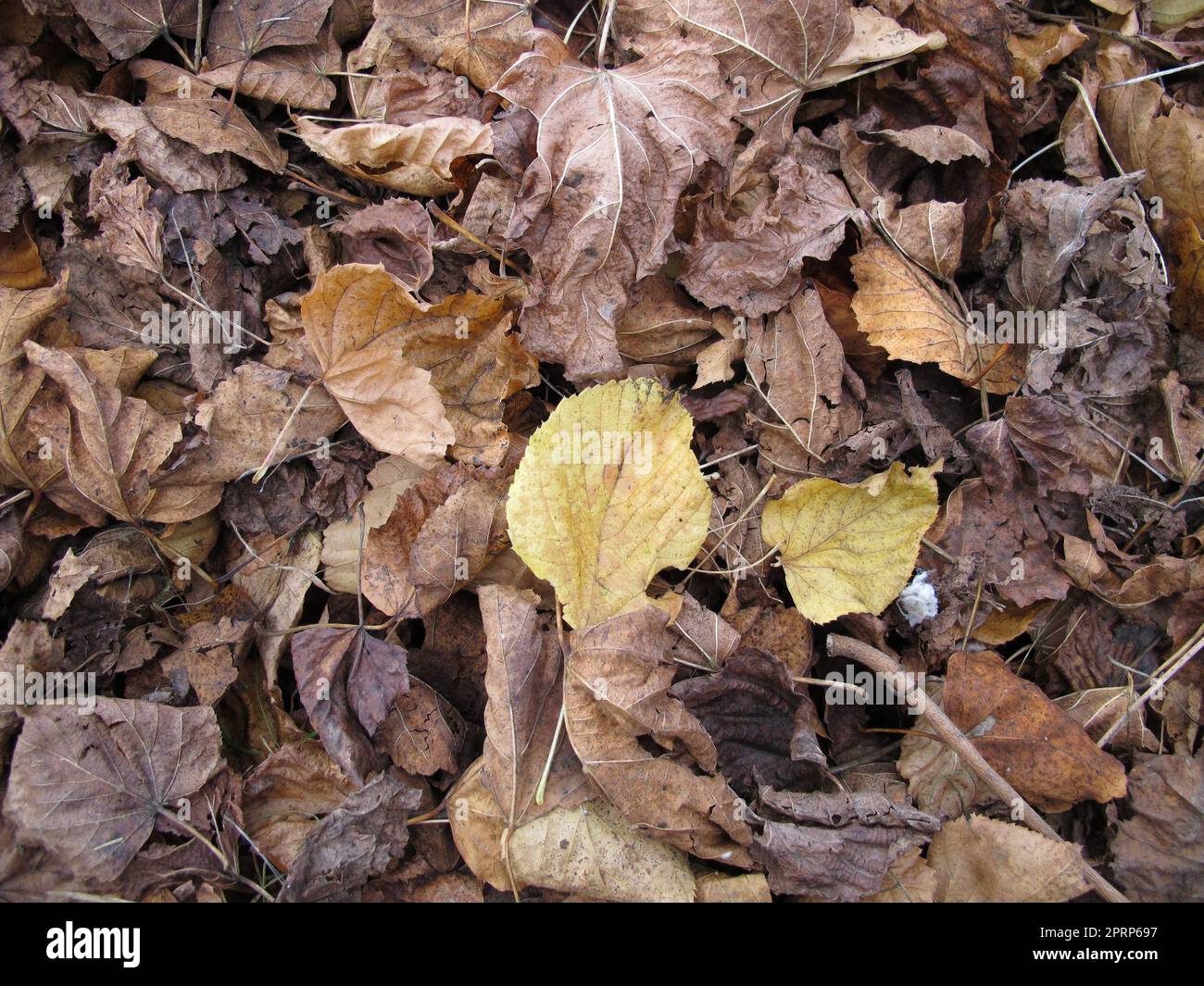 Maple and linden leaves on a ground area with foliage in autumn Stock ...