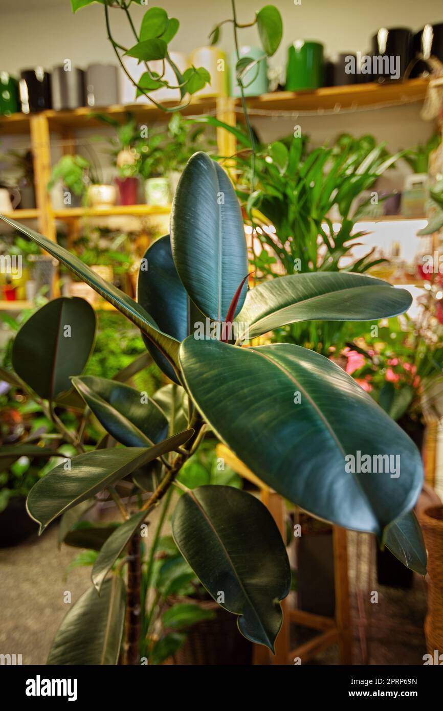 Sore flower plants hi-res stock photography and images - Alamy