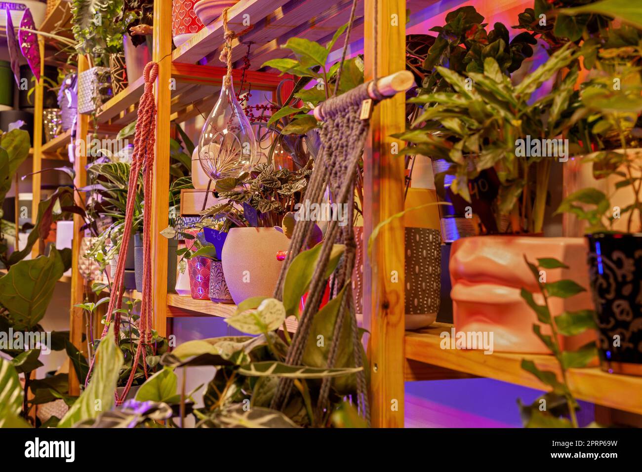 Sore flower plants hi-res stock photography and images - Alamy