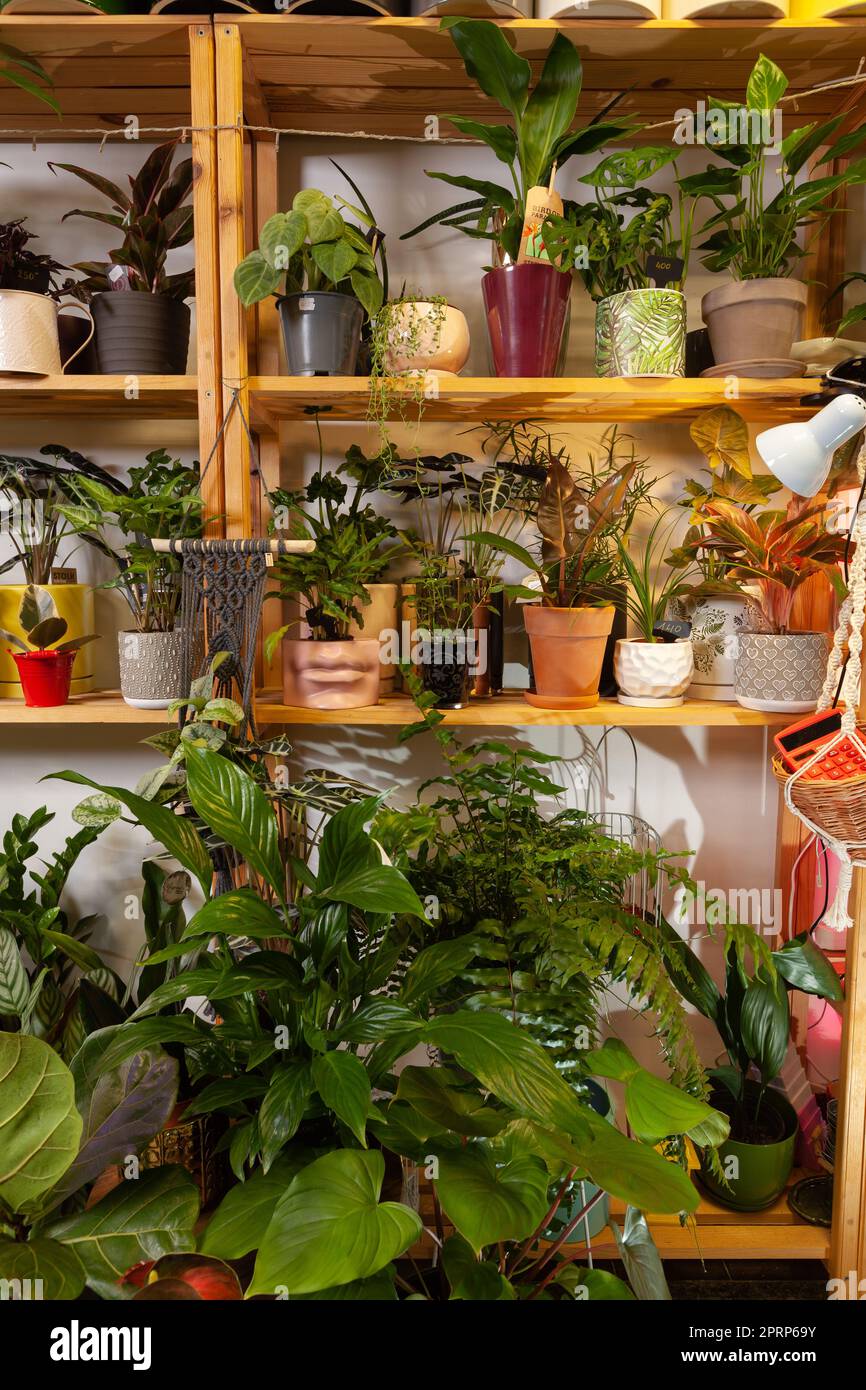 Sore flower plants hi-res stock photography and images - Alamy