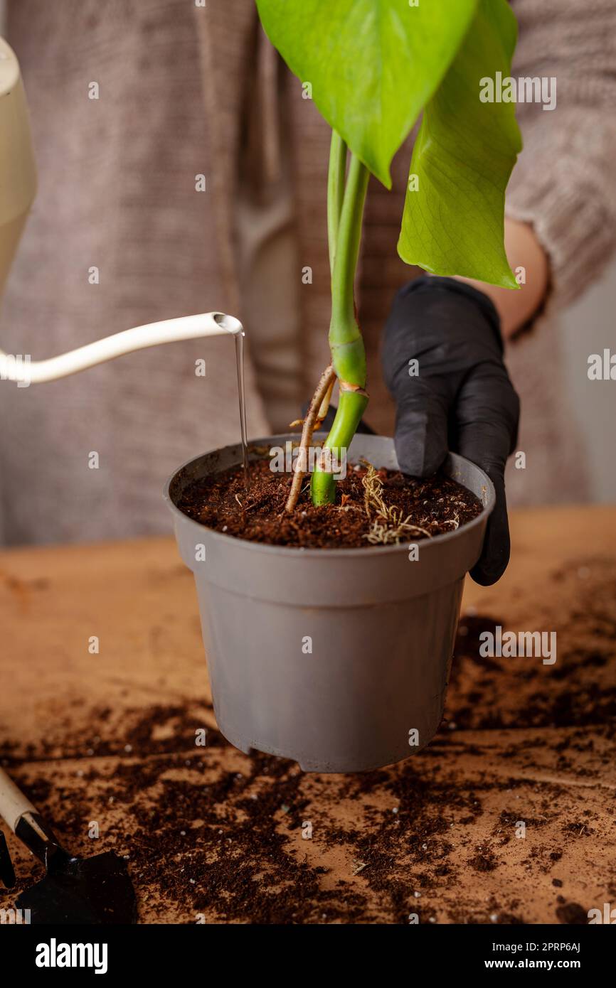 Transplanting a houseplant into a new flower pot Stock Photo - Alamy