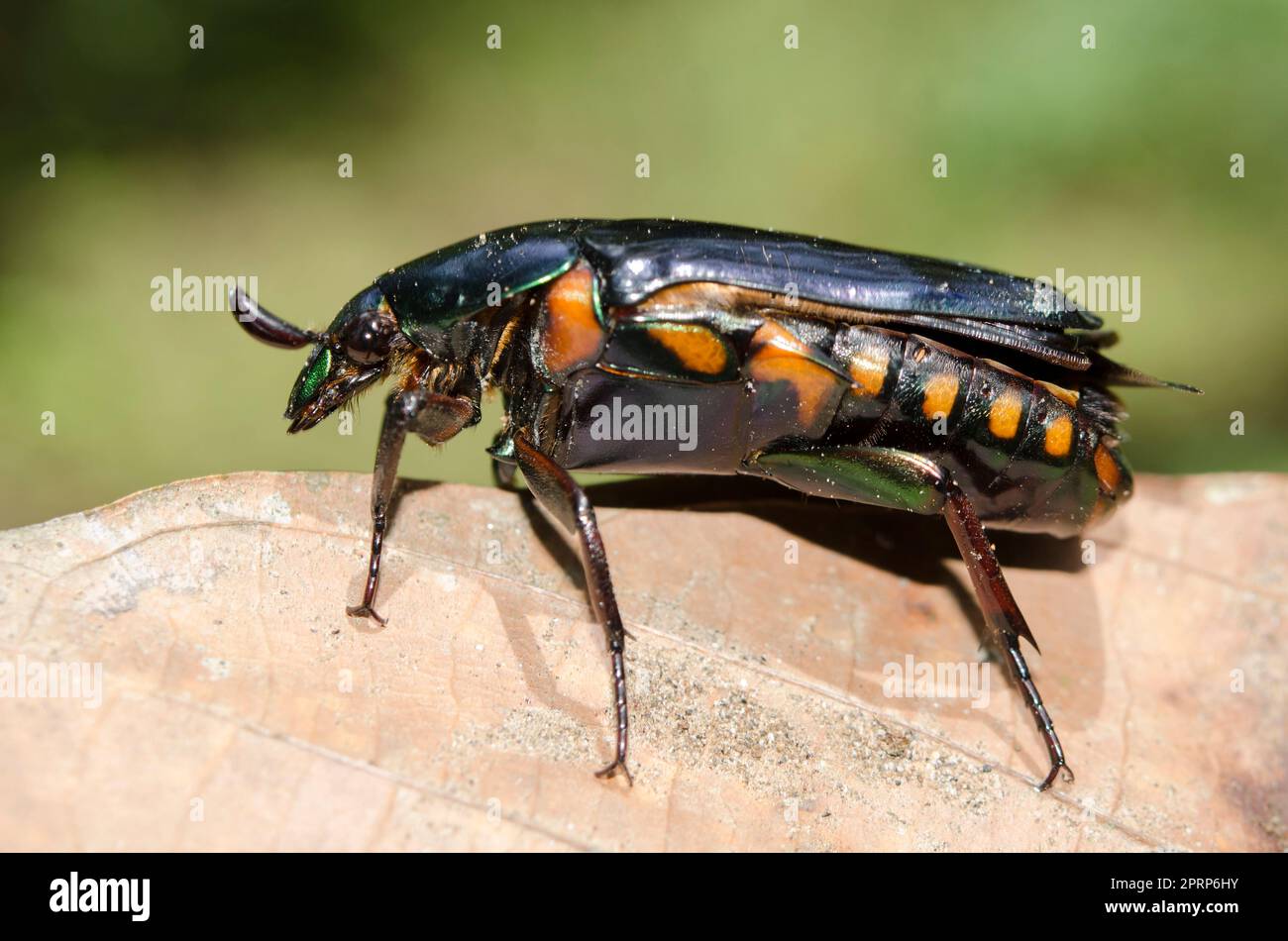 Scarab Beetle, Agestrata sp, on leaf, Klungkung, Bali, Indonesia Stock ...