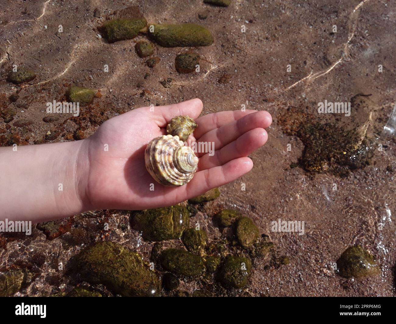 Egypt red sea beach shells hi-res stock photography and images - Alamy