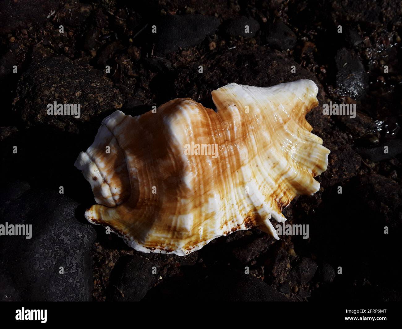 Egypt red sea beach shells hi-res stock photography and images - Alamy
