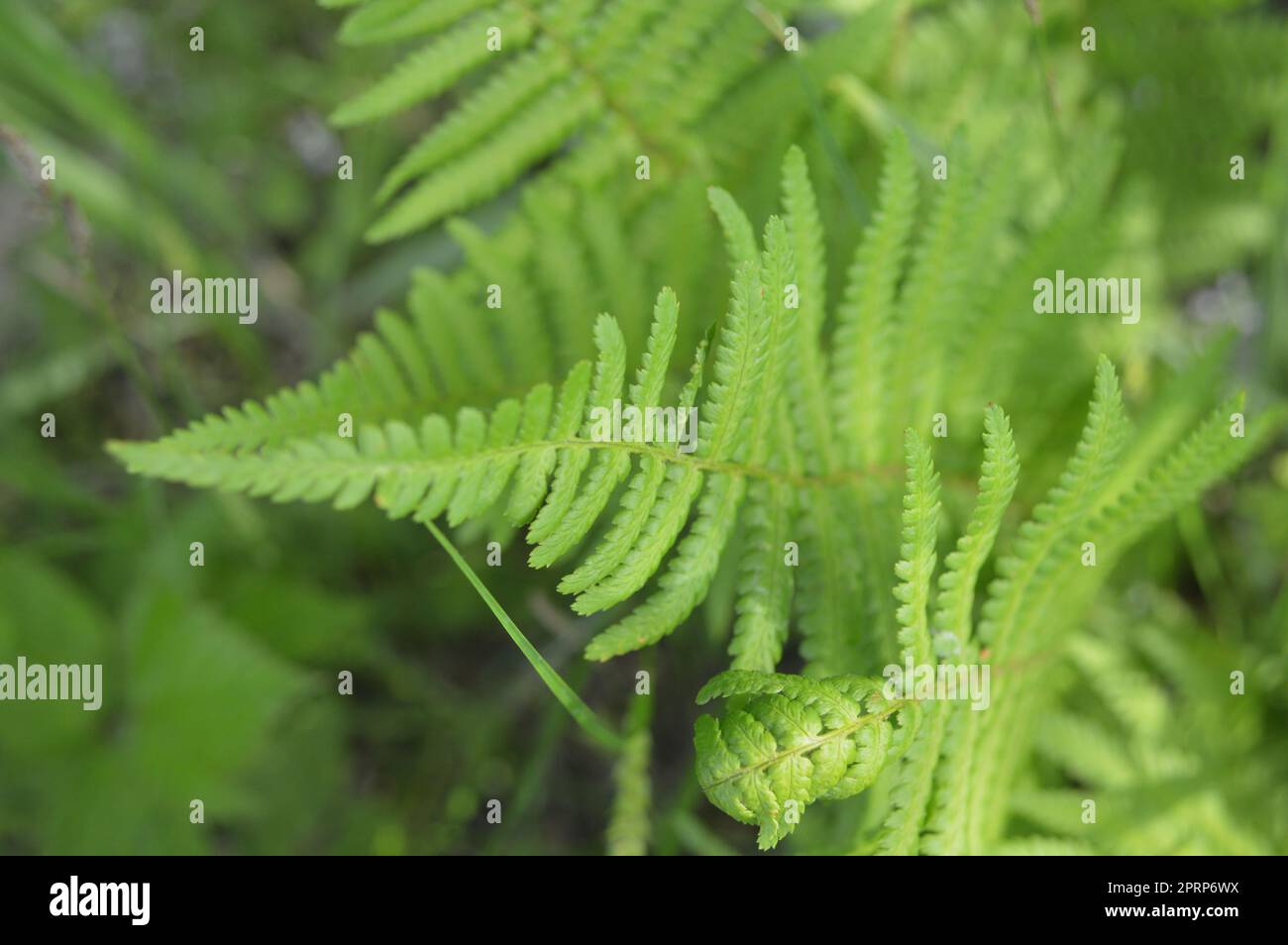 Forest plants and green bushes Stock Photo - Alamy