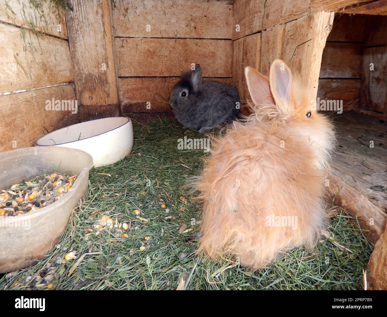 Rabbits in the aviary Stock Photo - Alamy