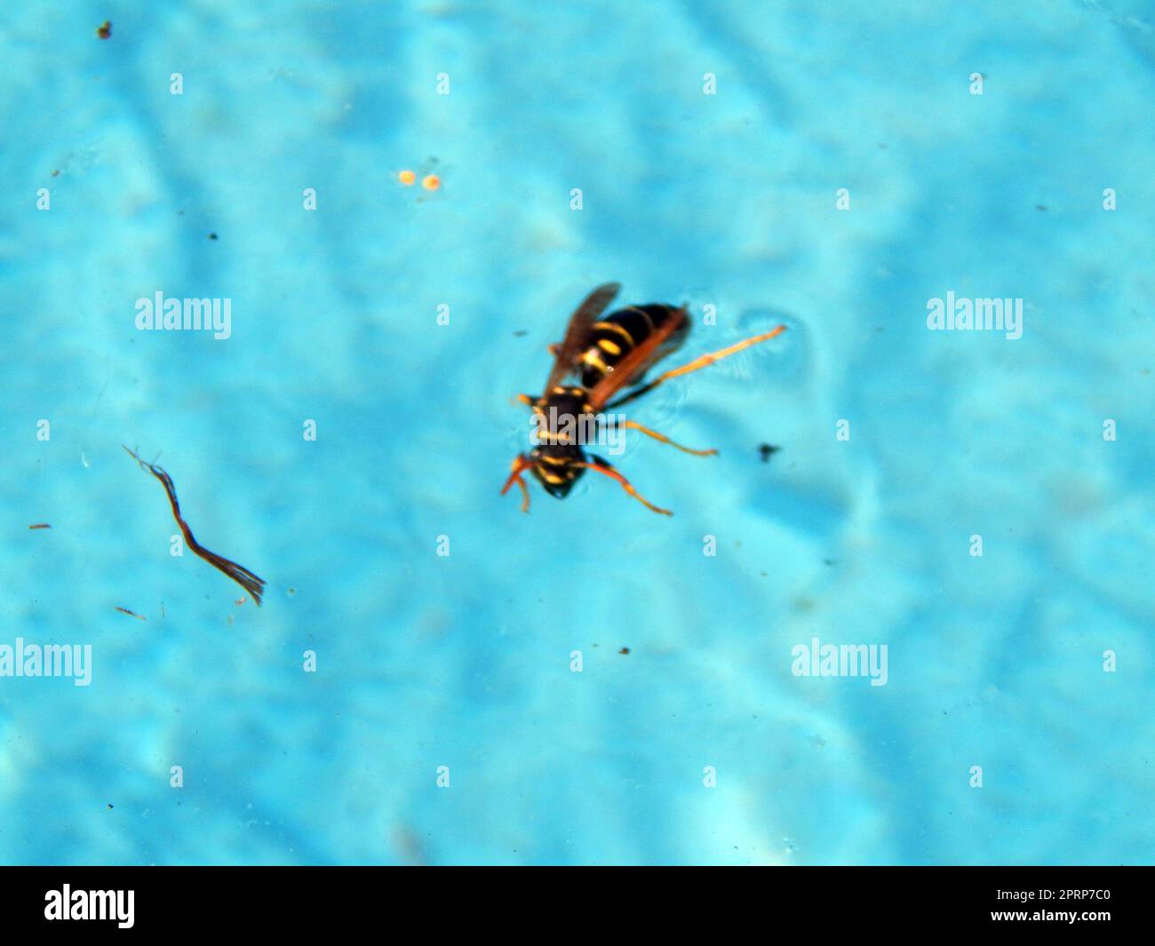 Insects are swimming in the pool Stock Photo - Alamy