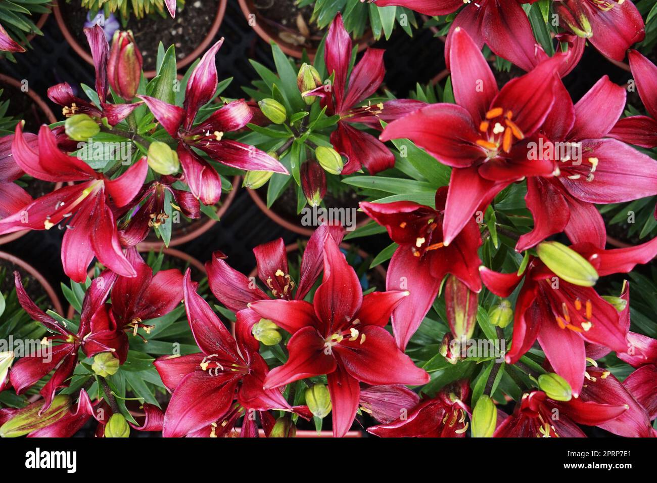 red lilly flowers texture as very nice background Stock Photo - Alamy