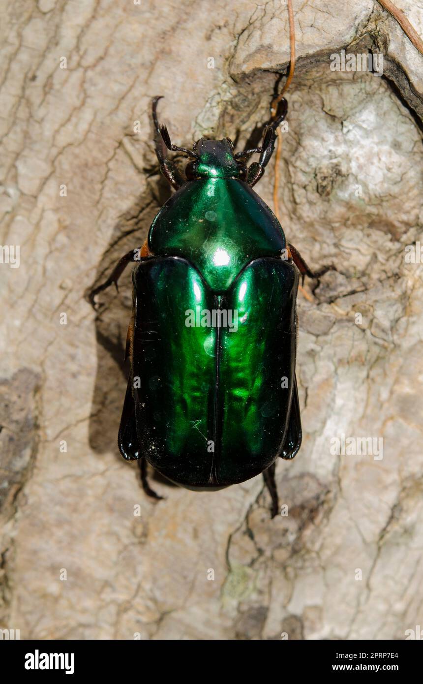 Scarab Beetle, Agestrata sp, on tree, Klungkung, Bali, Indonesia Stock ...