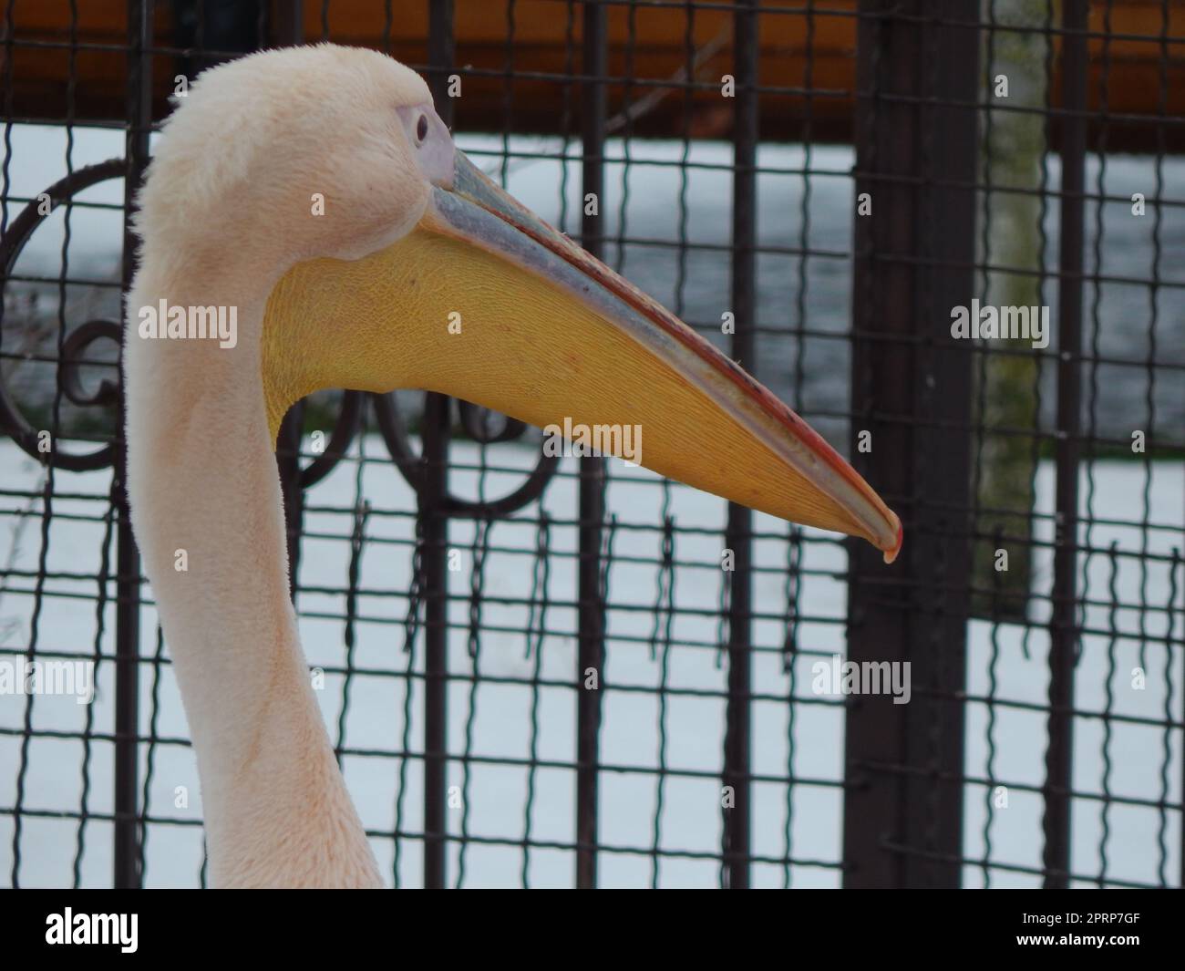 Birds in the aviary close-up Stock Photo - Alamy