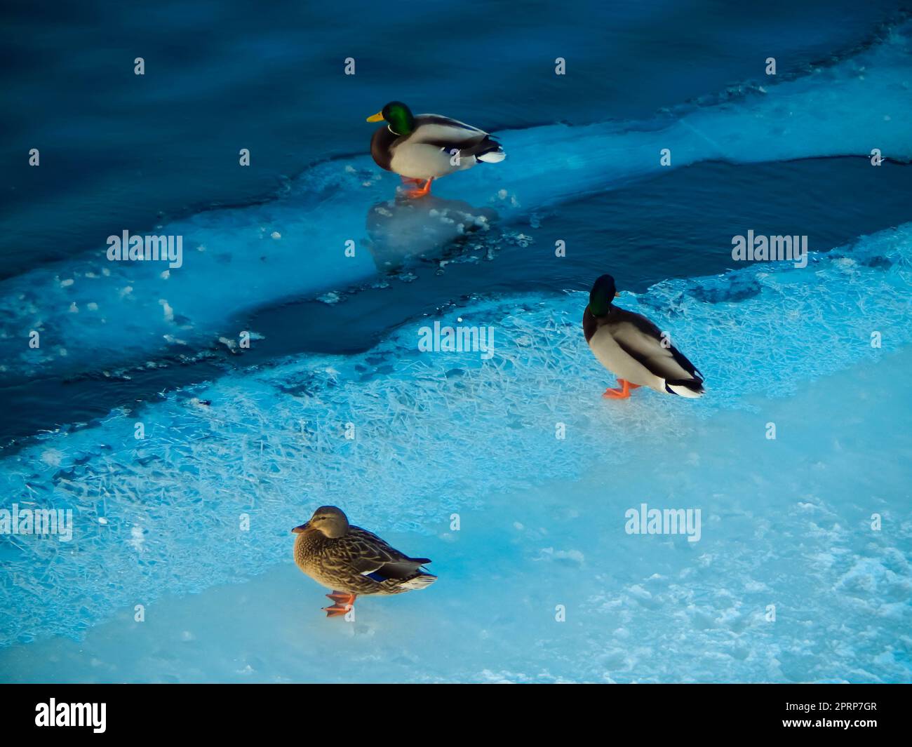 Ducks sit on the ice and swim in the river Stock Photo - Alamy