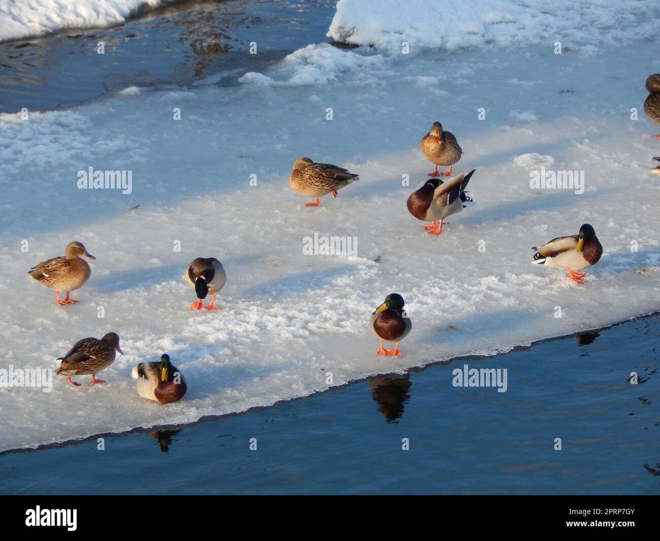 Ducks sit on the ice and swim in the river Stock Photo - Alamy