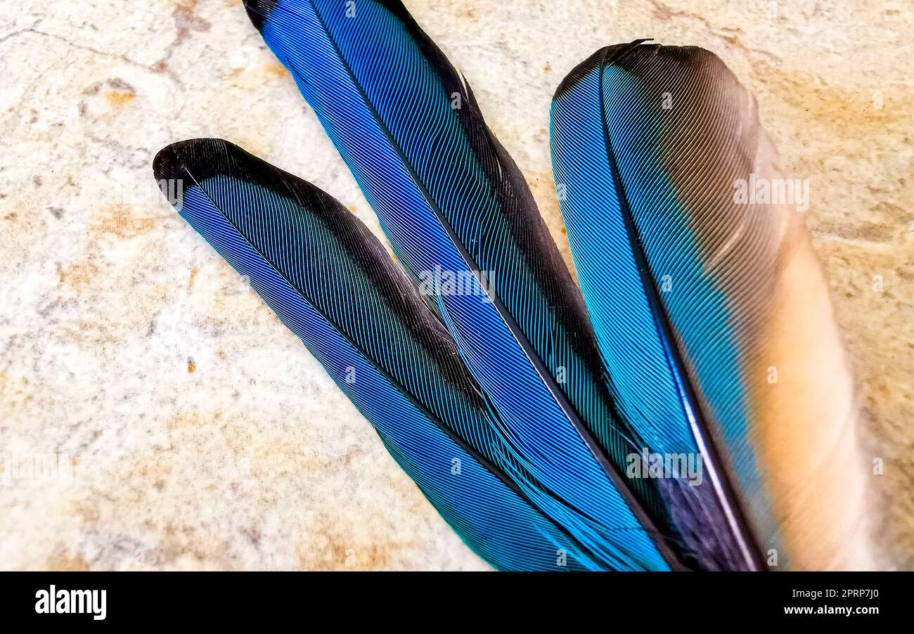 Feathers of a beautiful colorful blue cenote bird Mot Mot or MotMot in ...