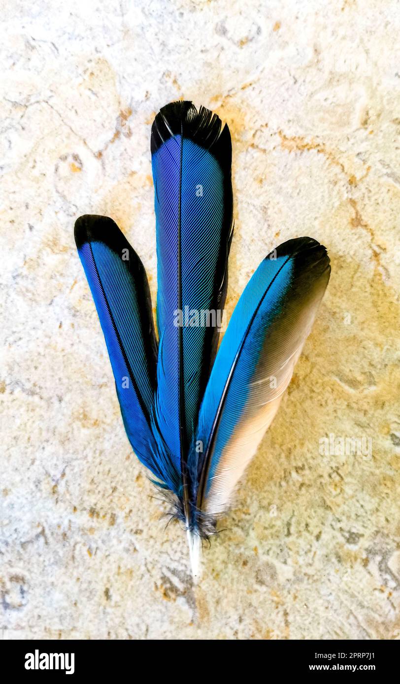 Feathers of a beautiful colorful blue cenote bird Mot Mot or MotMot in ...