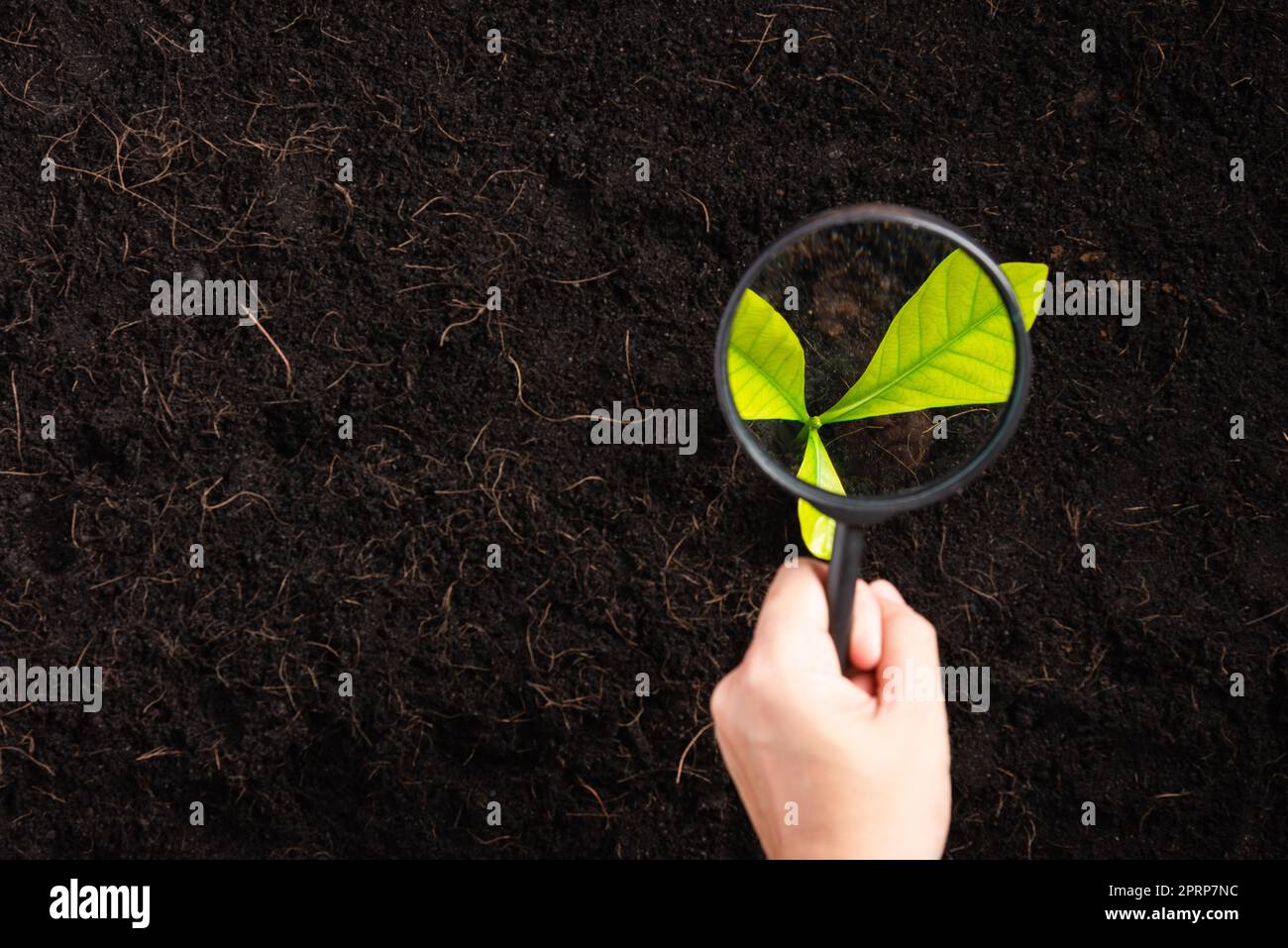 Hand of researcher woman holding a magnifying glass on black soil at ...